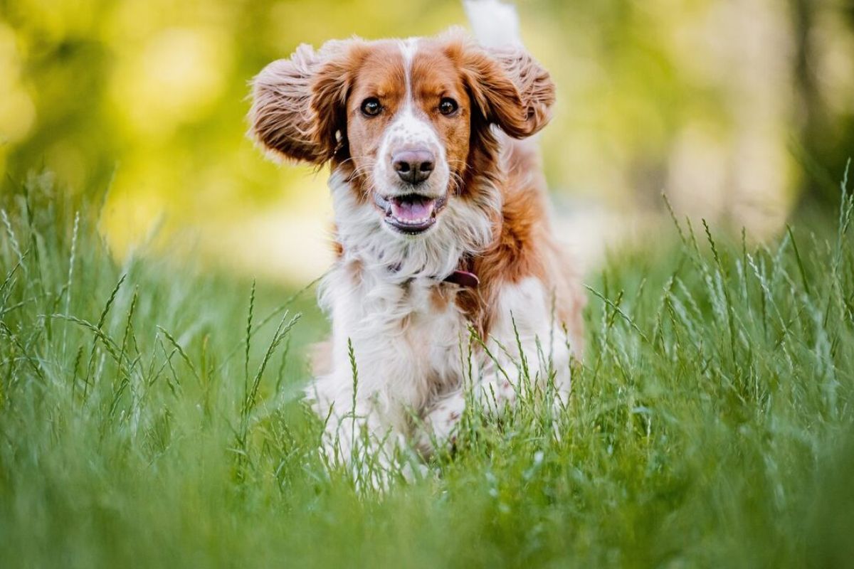 Quanto tempo vive um cachorro? Veja estimativa para cada raça