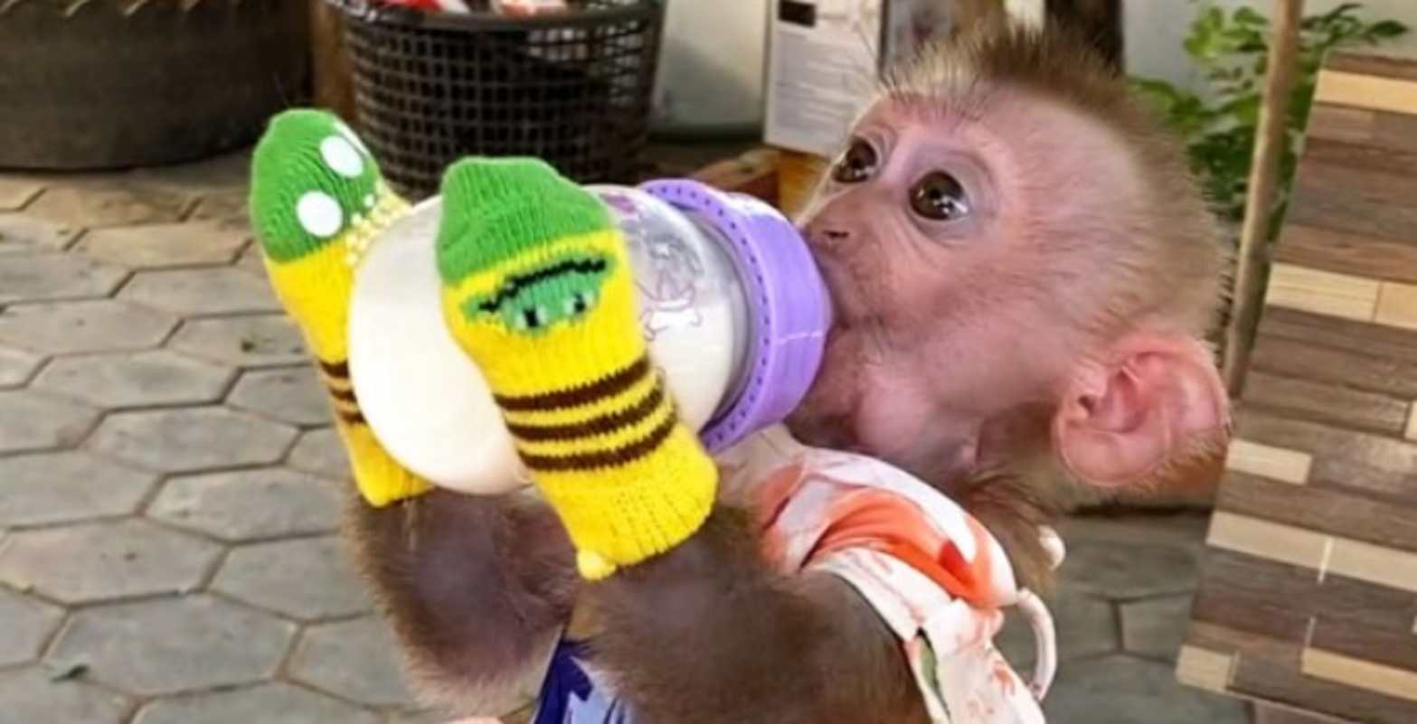 Memes "fofos" de macacos escondem maus-tratos, aponta relatório