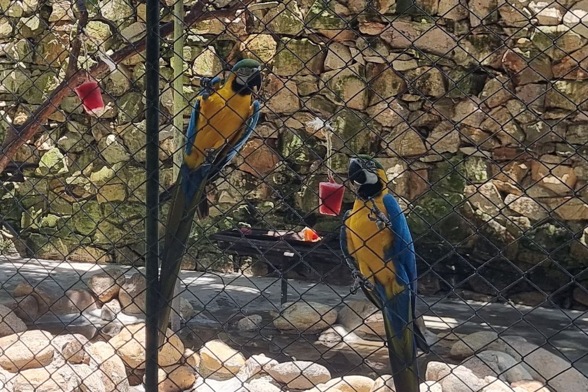 Picolés de fruta e banho frio: como bichos do zoo driblam calor. Vídeo
