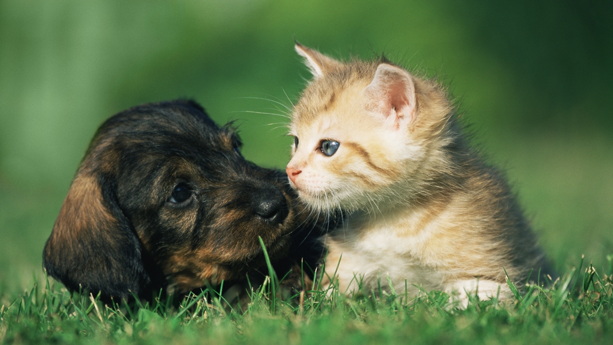 Match perfeito: veja qual pet foi feito para o seu signo