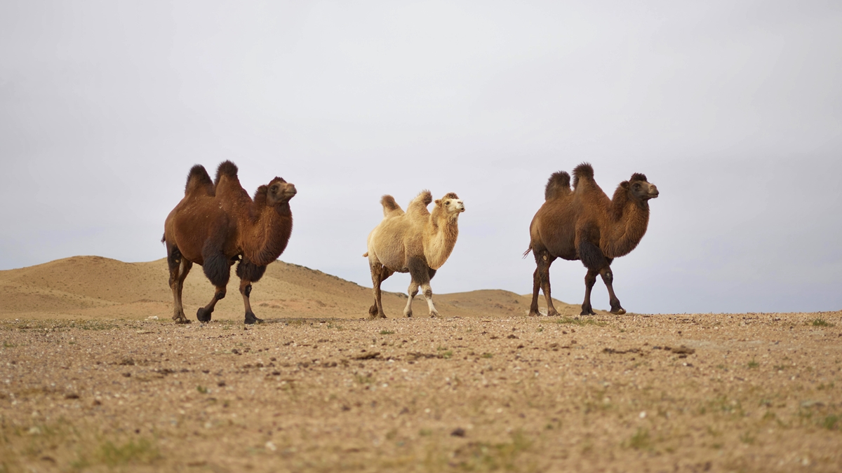 Camelos são expulsos de concurso de beleza após receberem injetáveis