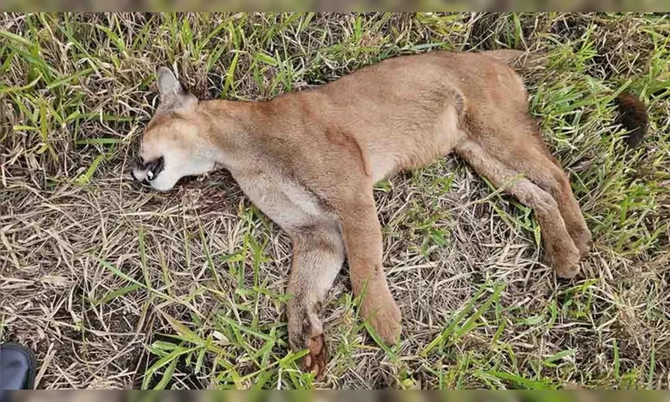 Onça-parda é encontrada morta em rodovia do Paraná